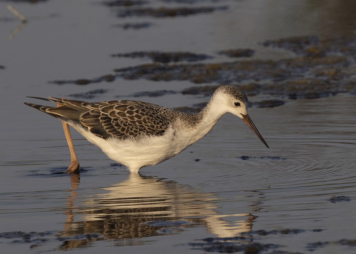 Sandwich Bay Bird Observatory Trust Sandwich Bay Bird Observatory Trust
