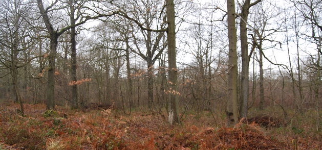 Mid Week Walks - Sandwich Bay Bird Observatory Trust