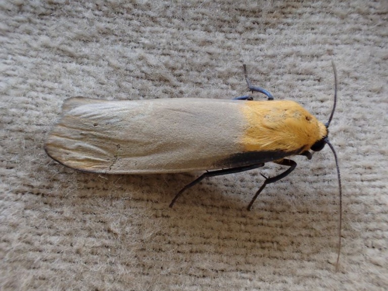 - Sandwich Bay Bird Observatory Trust