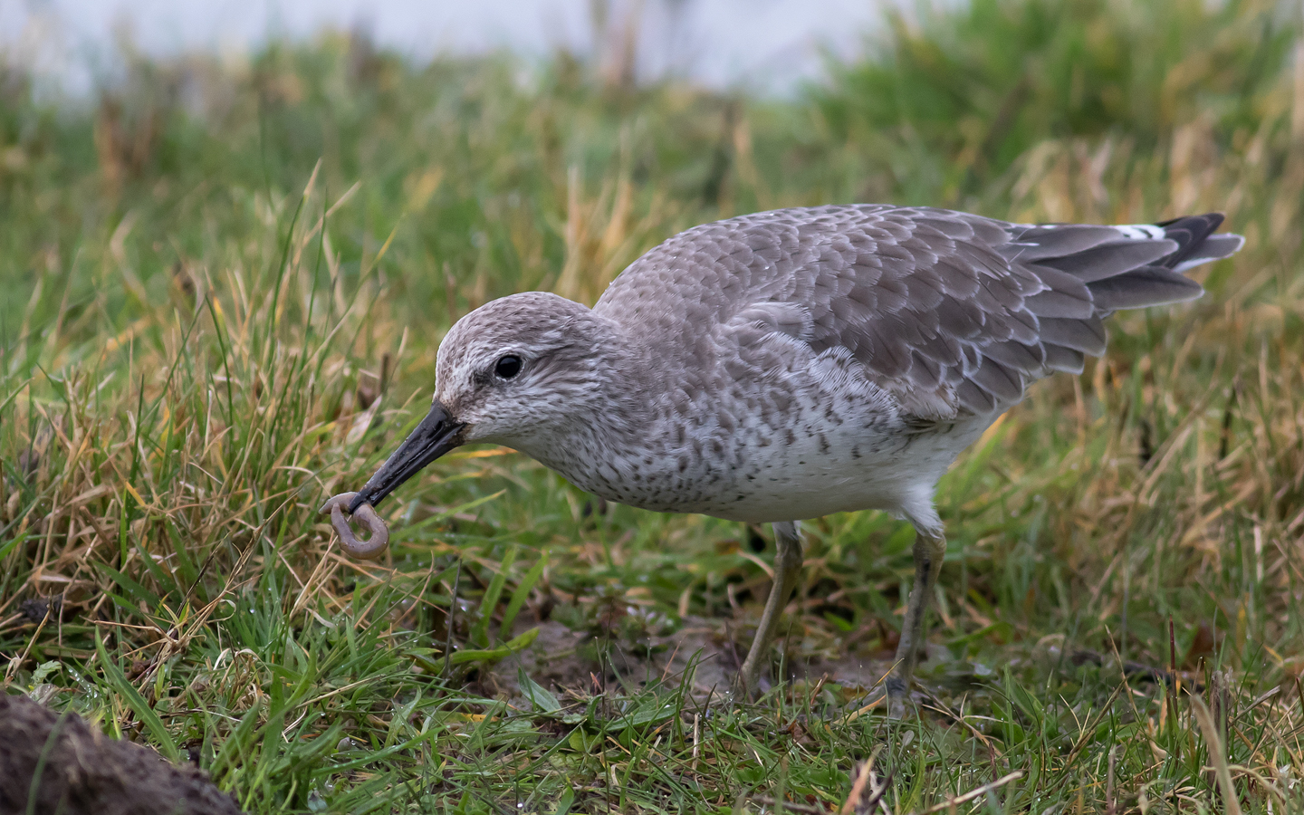 Sandwich Bay Bird Observatory Trust Sandwich Bay Bird Observatory Trust
