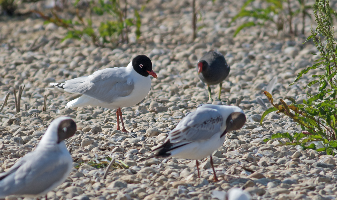 Sandwich Bay Bird Observatory Trust Sandwich Bay Bird Observatory Trust