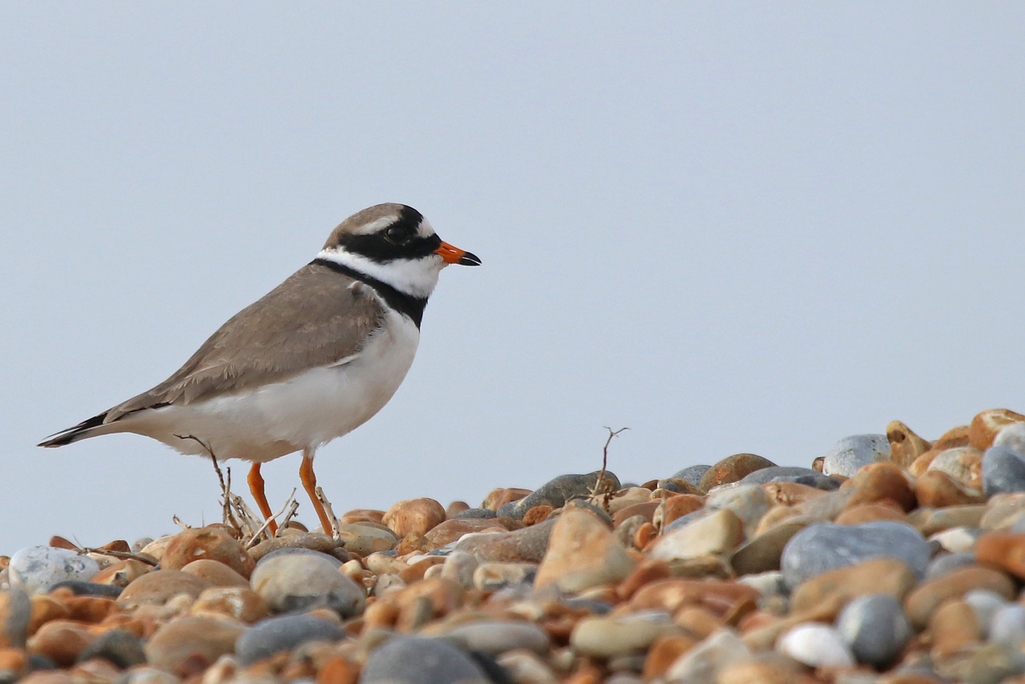 Sandwich Bay Bird Observatory Trust sandwich-bay-bird-observatory-trust