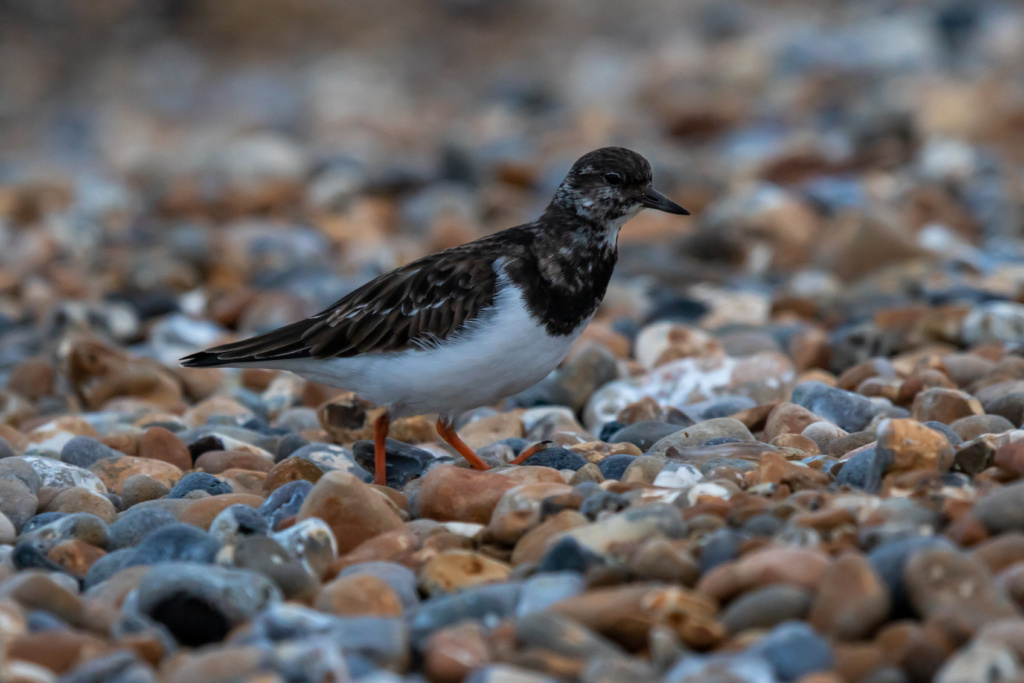 Sandwich Bay Bird Observatory Trust sandwich-bay-bird-observatory-trust